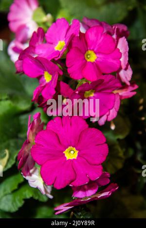 Primula obconica Touch Me Stock Photo - Alamy