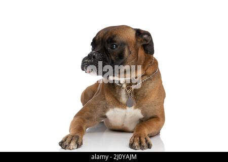 precious boxer dog with collar around neck on white background looking ...