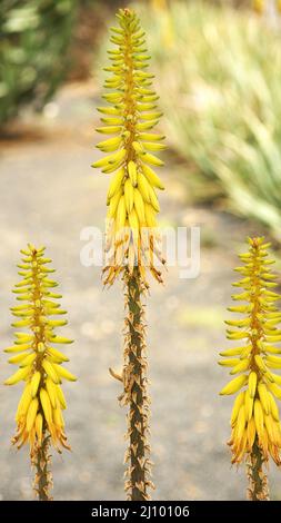 Canarian flora in Lanzarote, Canary Islands, Spain, Europe Stock Photo ...