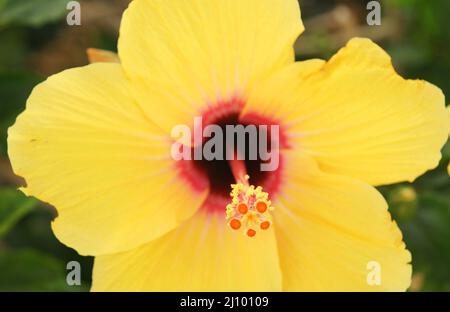 Canarian flora in Lanzarote, Canary Islands, Spain, Europe Stock Photo ...