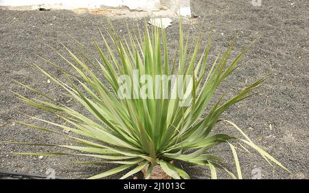 Canarian flora in Lanzarote, Canary Islands, Spain, Europe Stock Photo ...