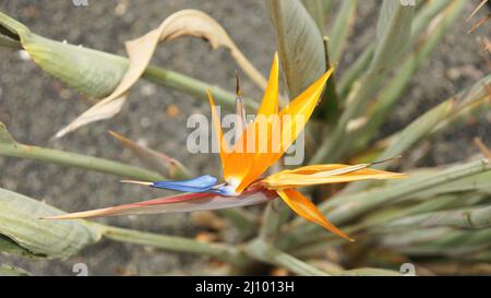 Canarian flora in Lanzarote, Canary Islands, Spain, Europe Stock Photo ...