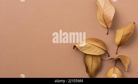 Monochromatic still life composition with leaves Stock Photo - Alamy
