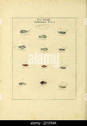 Mosquito and Flies 18th century Entomology study from D. Jacob ...
