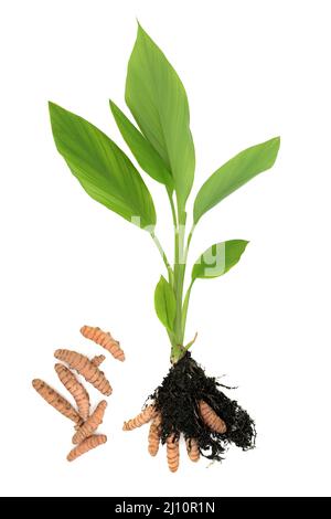Turmeric plant cross section with leaves and root growing in soil. Used ...