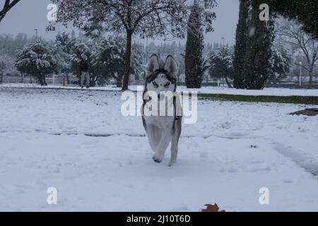 Cute husky running and playing in a snowy park Stock Photo - Alamy