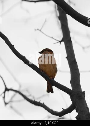 A low angle shot of a brown sparrow perching on the branch Stock Photo ...