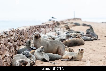 Impression of the abundant number of seals in the seal colony near ...