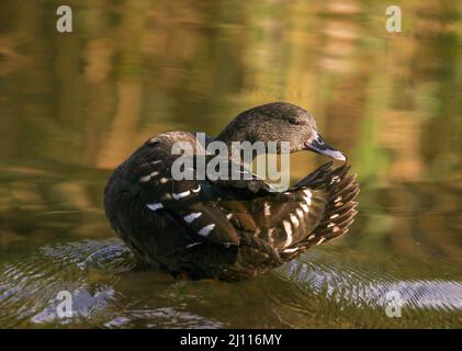 African Black Duck, Kruger National Park Stock Photo - Alamy