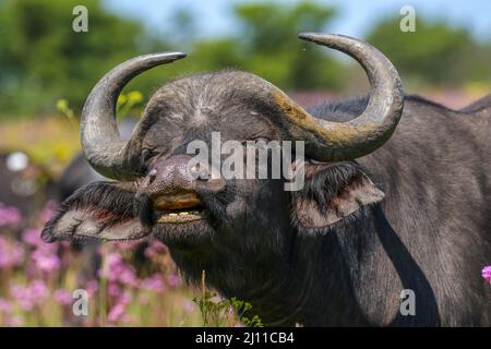 Buffalo exhibiting the flehmen response, South Africa Stock Photo - Alamy