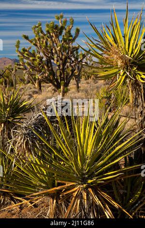 Mojave yucca Yucca schidigera Joshua Tree National Park California USA ...