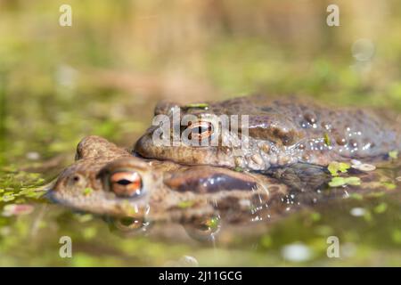 common toads breeding Stock Photo - Alamy