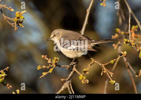 Northern Mockingbird (Mimus polyglottos), Colusa National Wildlife ...