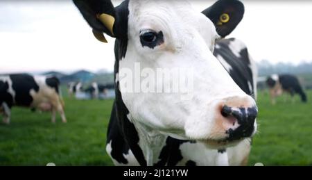COW, 2021. © IFC Films /Courtesy Everett Collection Stock Photo - Alamy