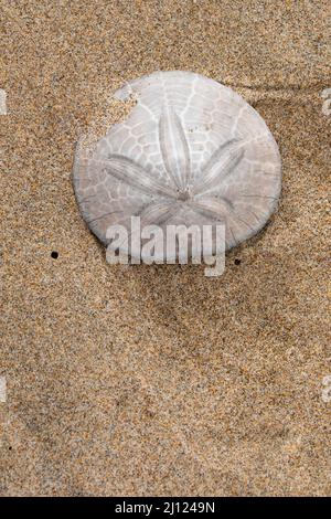 Sand dollar shell on beach, Cape Lookout State Park, Oregon Stock Photo ...