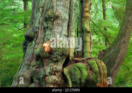 Ancient Western red cedar (Thuja plicata), Old Growth Cedar Preserve ...