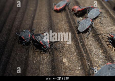 Box Elder bug large breeding infestation group on wood fence Stock ...