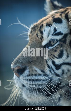 A furry tiger with a vicious look in the zoo Stock Photo - Alamy