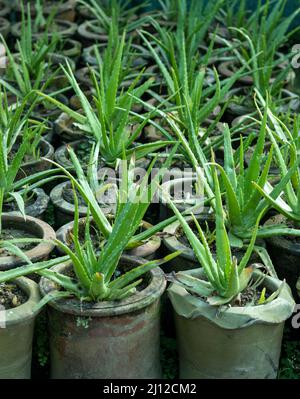 Aloe Vera plants, in plantation with organic cultivation in Lanzarote ...