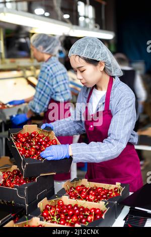 Women sorting cherry Stock Photo - Alamy