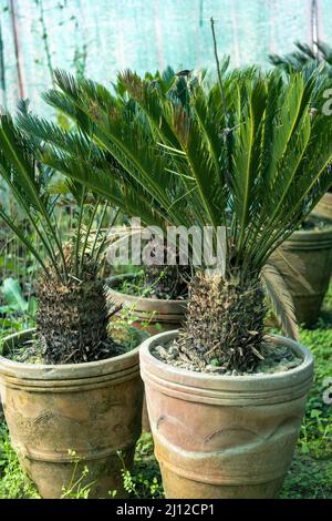 Sago Palm Trunk Stock Photo - Alamy
