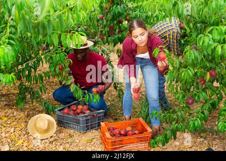 Three plantation workers picking peaches Stock Photo - Alamy