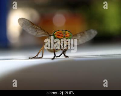 Tabanus nigrovittatus, the greenhead horse fly, salt marsh greenhead ...