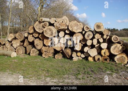 Cutted tree near forest Stock Photo - Alamy