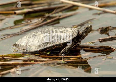 Caspian turtle in water. The Caspian turtle (Mauremys caspica), or ...