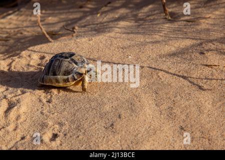 Kleinmann's tortoise (Testudo kleinmanni), also called commonly the ...