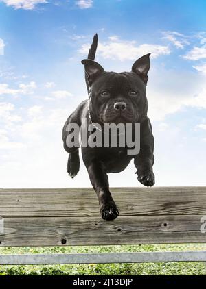 staffordshire bull terrier jumping a fence for obedience discipline ...