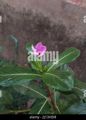 Pink West Indian periwinkle, Madagascar periwinkle, Cape periwinkle ...