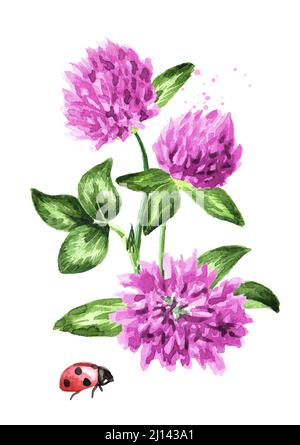 Red pink field clover oil wave, Hand drawn watercolor illustration ...