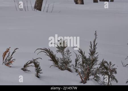 bush covered entirely with snow in the forest Stock Photo - Alamy