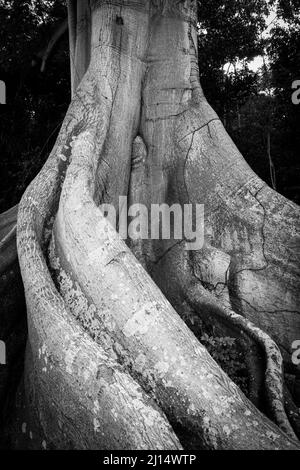 A vertical grayscale shot of tree roots Stock Photo - Alamy