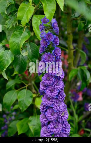 Delphinium elatum Highlander Bolero,Double lavender-blue flowers,cream ...