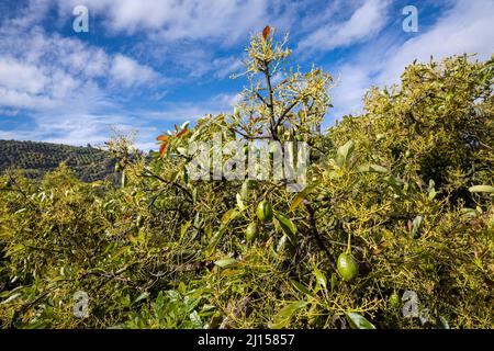 Avocado tree in Michoacan-Mexico Stock Photo - Alamy
