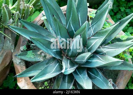 Closeup of a king of agaves plant Stock Photo - Alamy