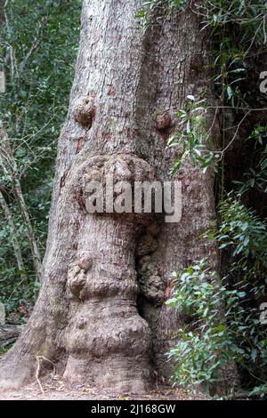 Tree trunk with eyes, nose, and mouth, Burlington, Ontario Stock Photo ...