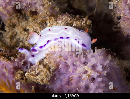 Cape dorid (Hypselodoris capensis) nudibranch underwater, a white ...