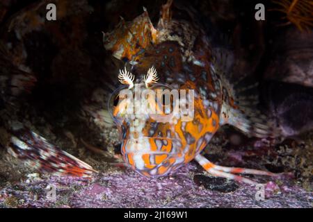 Klipfish (Clinus venustris) a bright colored fish with orange pattern ...