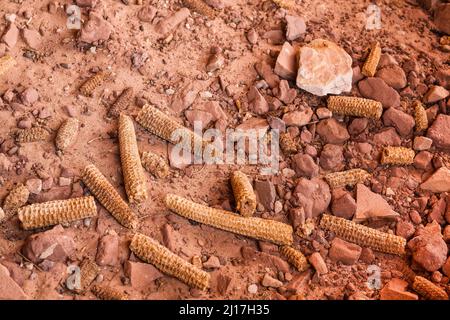Corn cobs inside an ancient 1,000 year old Ancestral Puebloan storage ...