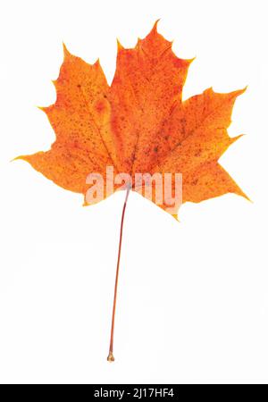 Studio shot of single maple leaf on white background, showing its ...