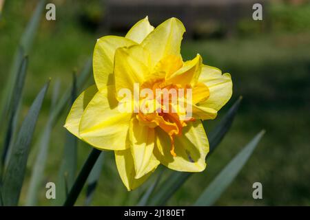 Double flowering Daffodil plant showing 2 rings of yellow petals Stock ...