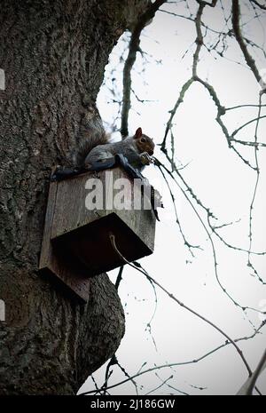 A vertical shot of a squirrel eating a leaf on the tree Stock Photo - Alamy