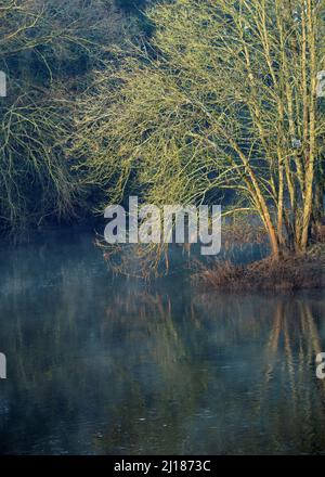 Autumn woodland forest with light showing through the trees Stock Photo ...