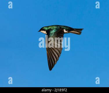 Closeup of Tree Swallow in flight against pink sky background Stock ...