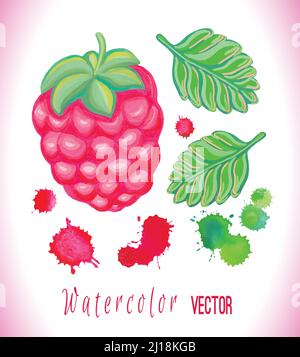 Hand painted raspberry isolated on white background Stock Vector Image ...