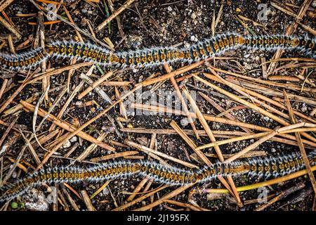 Pine processionary moth caterpillars feed on the needles of pine trees ...