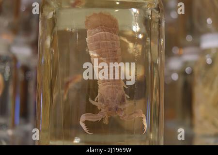 Preserved deep sea squid specimen in alcohol, in a glass jar Stock ...
